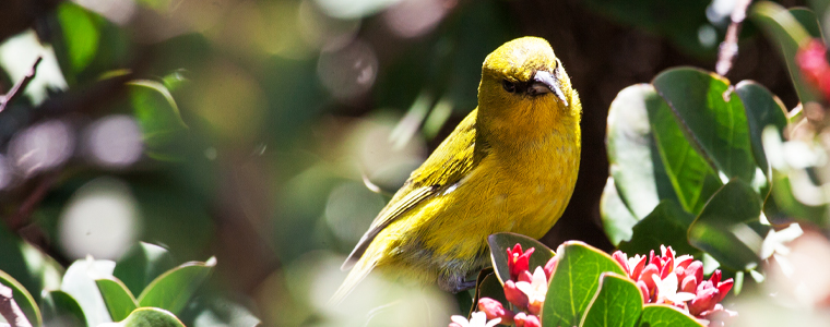8 Fascinating Hawaiian Native Birds You'll Only Spot on the Islands (If ...