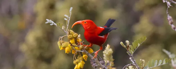 8 Fascinating Hawaiian Native Birds You'll Only Spot on the Islands (If ...