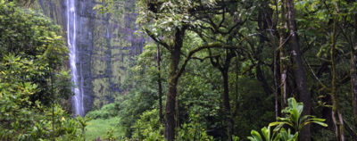 Discover the Real Menehune of Hawaii's Stories and Legends - Royal ...